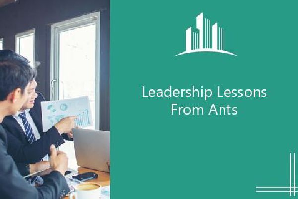 Leadership Lessons From Ants | Melbado